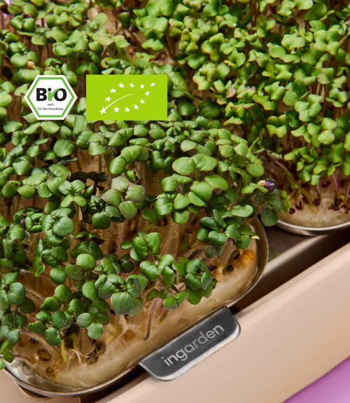 BIO Senf Superfood Microgreens Pads| ingarden